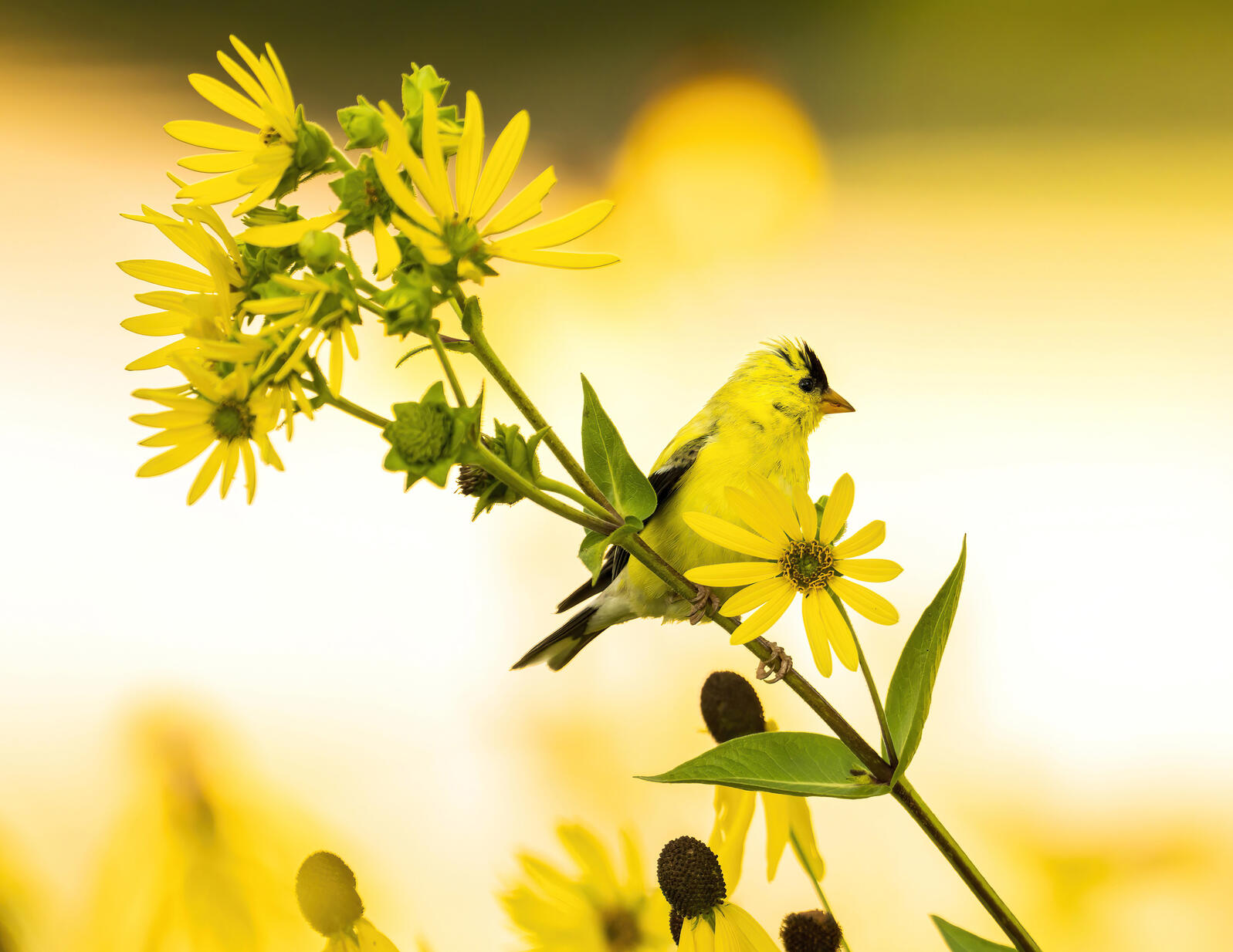 Audubon Great Lakes Submits Testimony in Support of Community Solar in ... Audubon Great Lakes Submits Testimony in Support of Community Solar in ...