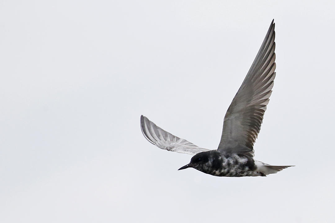 Black Tern Conservation | Audubon Great Lakes